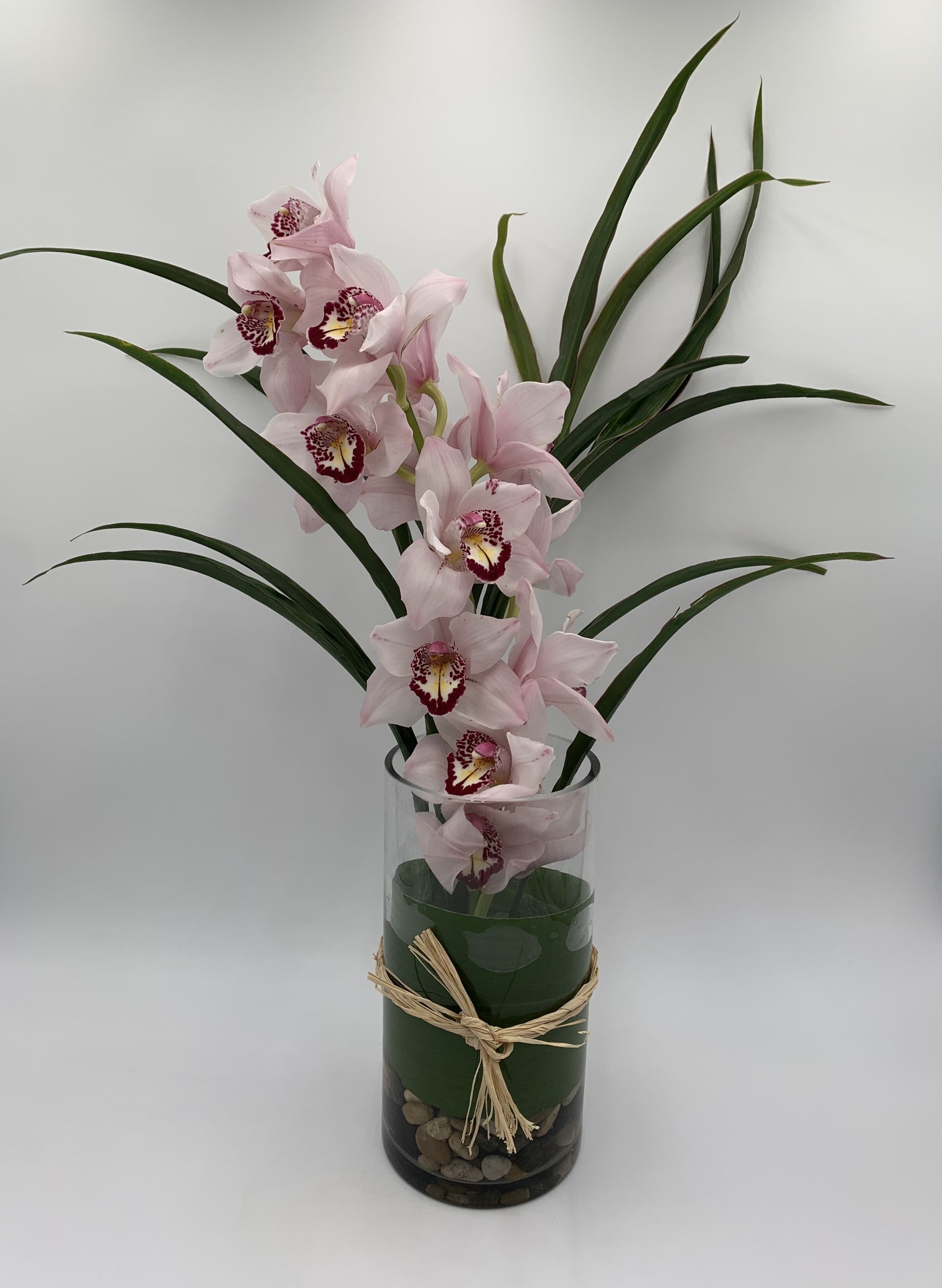 Cymbidium Orchids Phoenix Orchid For Chinese New Year | Grow Your Own